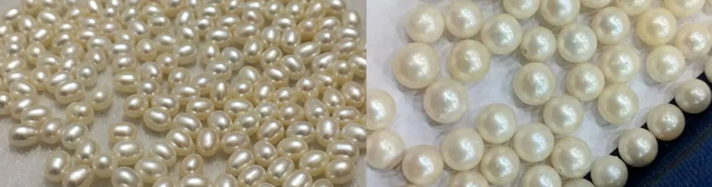 Main Differences Between Freshwater vs. Saltwater Pearls