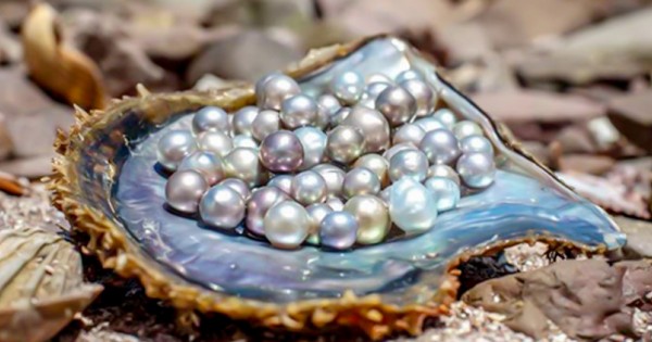 Understanding Pearl Colors: How Do Oysters Make Colored Pearls?