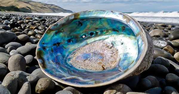 What is Mother of Pearl? Everything You Need to Know