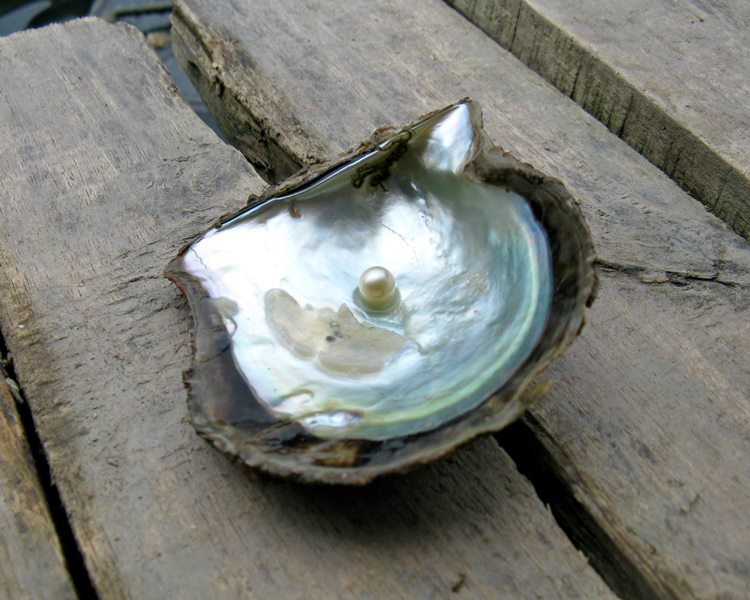 Akoya Vs. South Sea Pearls - Which is Right For You?