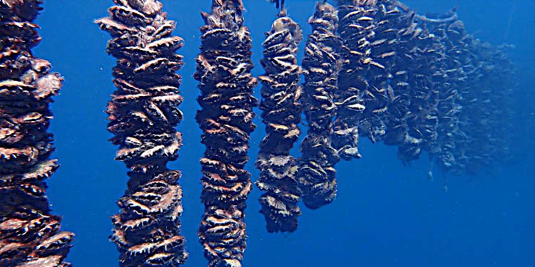 Is Cultured Pearl Real Pearl: A Quick Guide To Tell