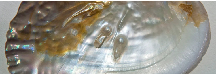What Is Nacre? How Does It Impact The Value of Pearls?